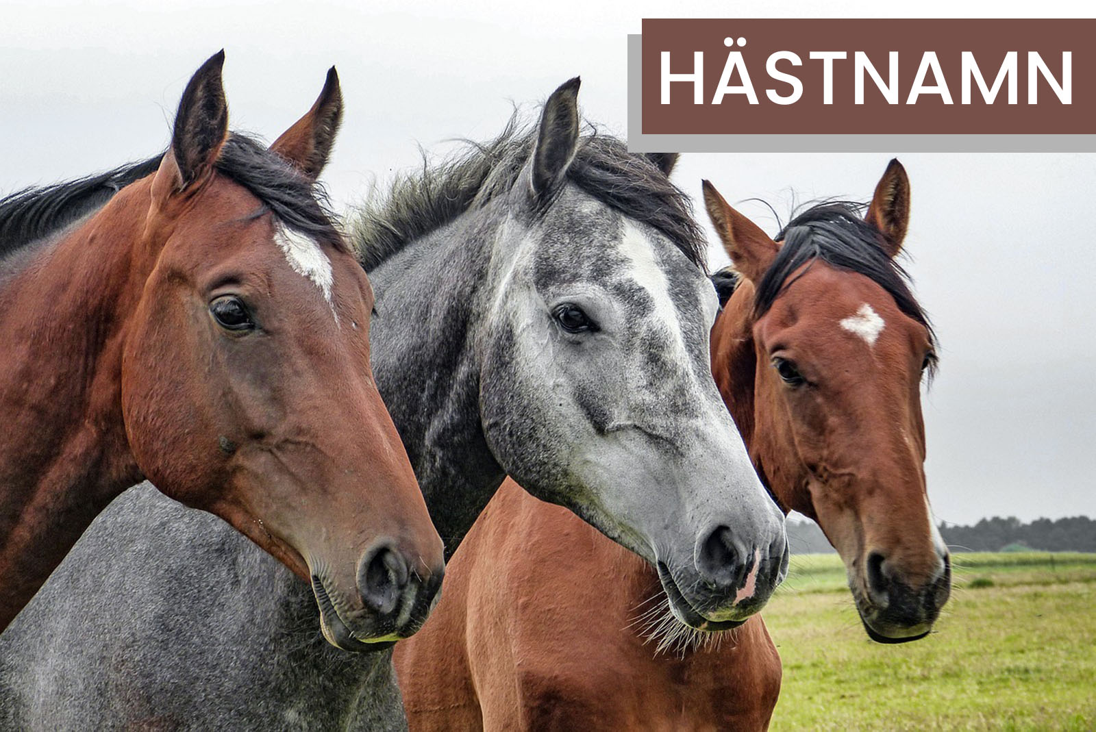 Hästnamn – 250+ vanliga och populära namn till din häst – Namntema ...